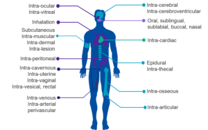 Understanding drug delivery routes